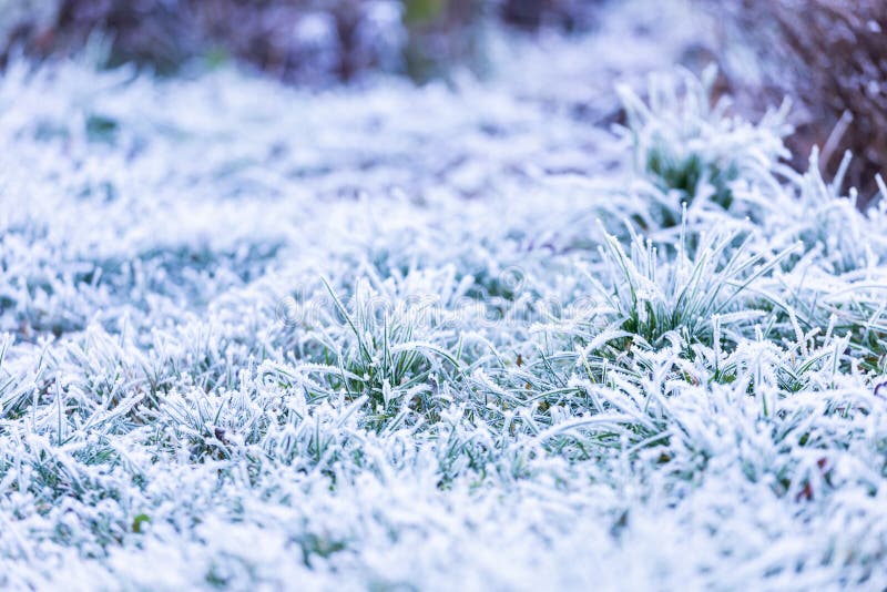 Frost grass in the morning stock photo. Image of nature - 170141982