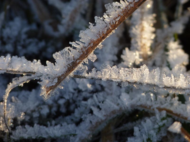 The Frost on the Grass in November Stock Image - Image of morning, late ...