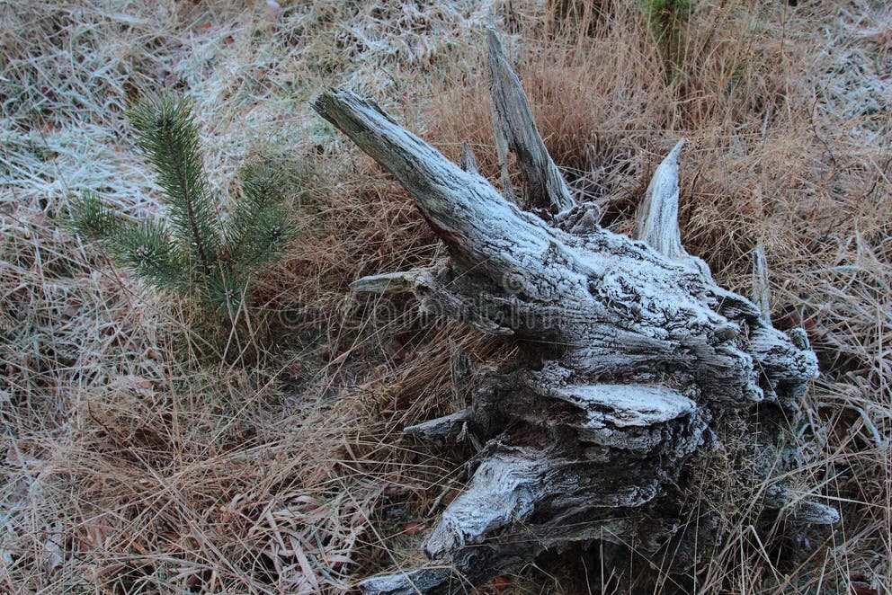 Frost at the Grass and Old Tree Trunk Stock Photo - Image of degree ...
