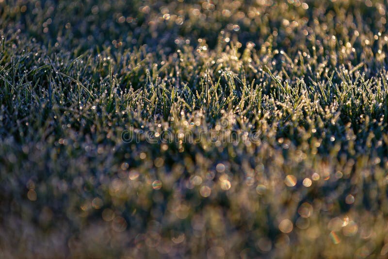 Frost on Grass in Sunny Field Stock Photo - Image of sunshine, blade ...
