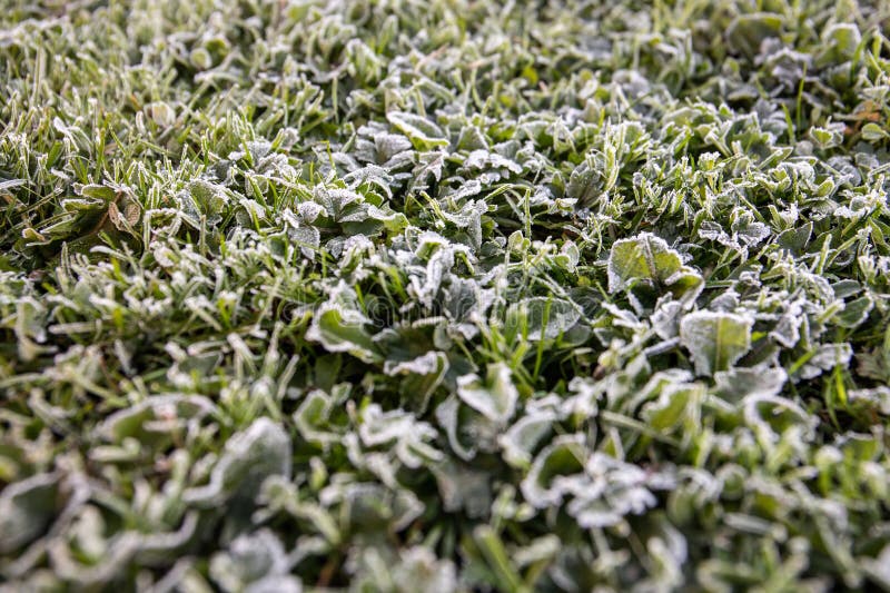 A Spring Morning As Peonies Bloom, Butterflies Dance, Sunlight Bathes ...