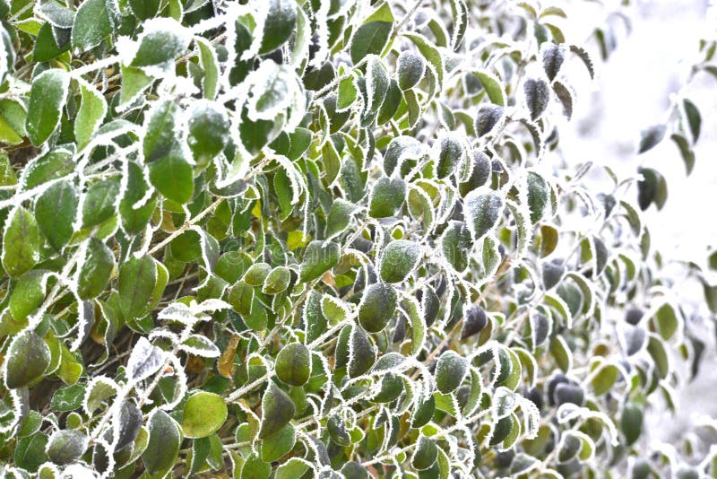 Frost on a Green Leaves in Winter Stock Photo - Image of december, cold ...