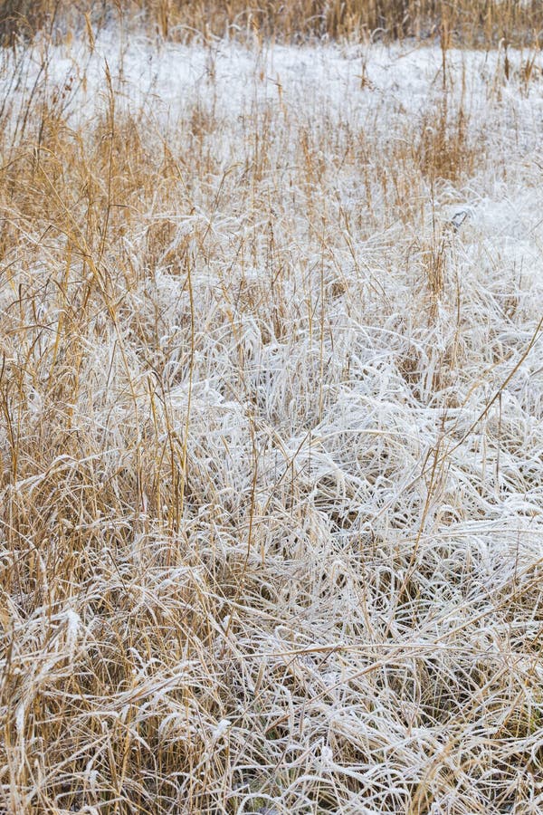 Frost Hay Landscape in Winter Nature Stock Image - Image of season ...