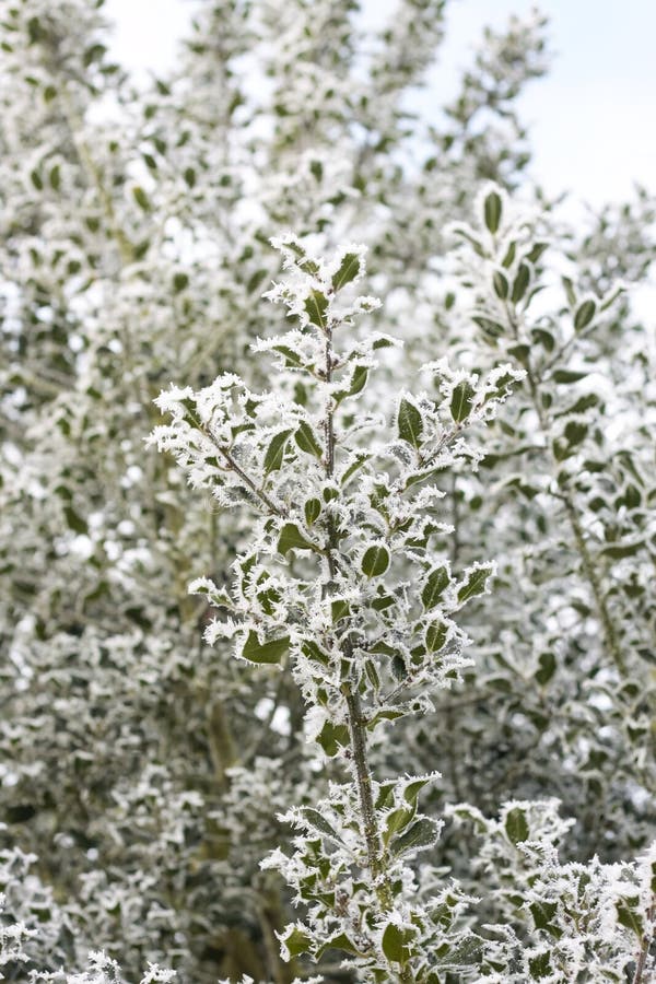 Frost on Holly Hedge stock photo. Image of festive, berries - 22838572