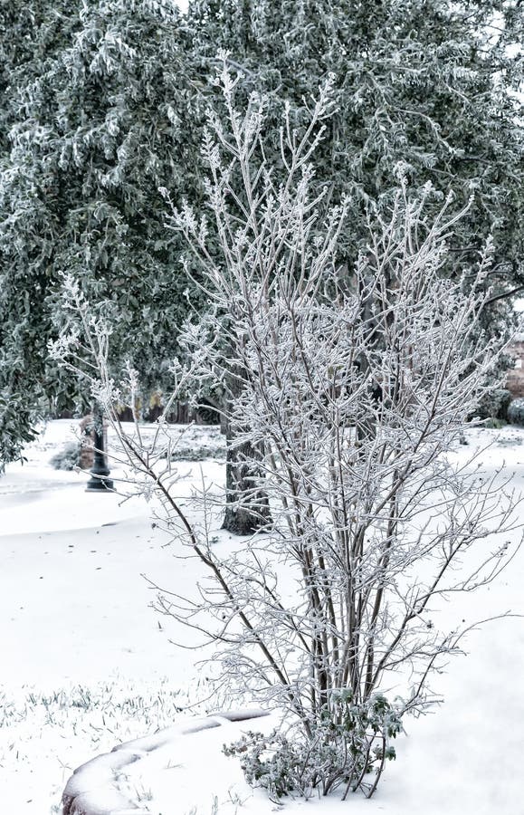 Frost Ice Branches Flower Tree Covered Ice Morning Ice Storm Stock ...
