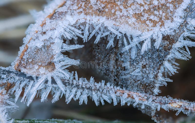 Frost Ice Crystals Formed on Winter Leaves in Nature. Abstract Nature ...