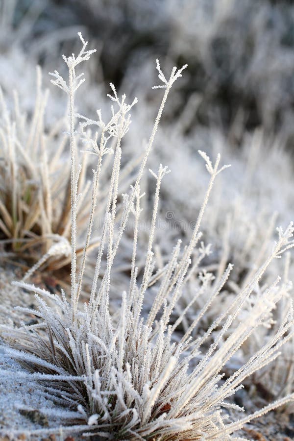 Ice crystals on grass stock image. Image of plant, bright - 51338631