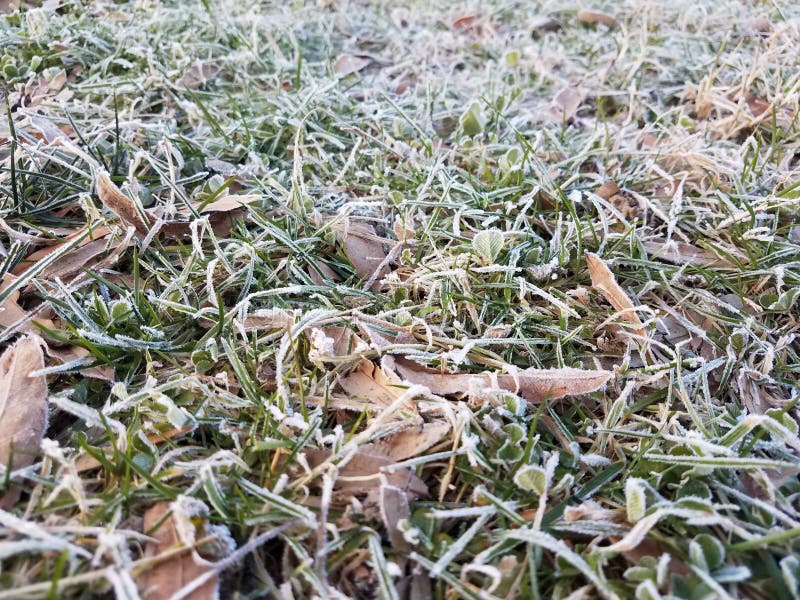 Frost or Ice on Grass or Lawn or Yard Stock Photo - Image of frozen ...