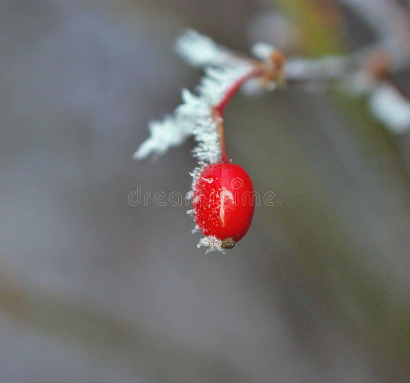 Frost , Ice on a Red Rose Hips Stock Photo - Image of december, foliage ...