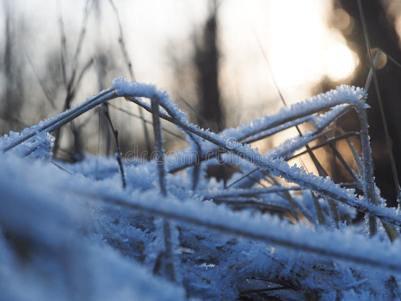 Frost, Icing on Branches and Grass. Change of Weather, Cold Snap ...