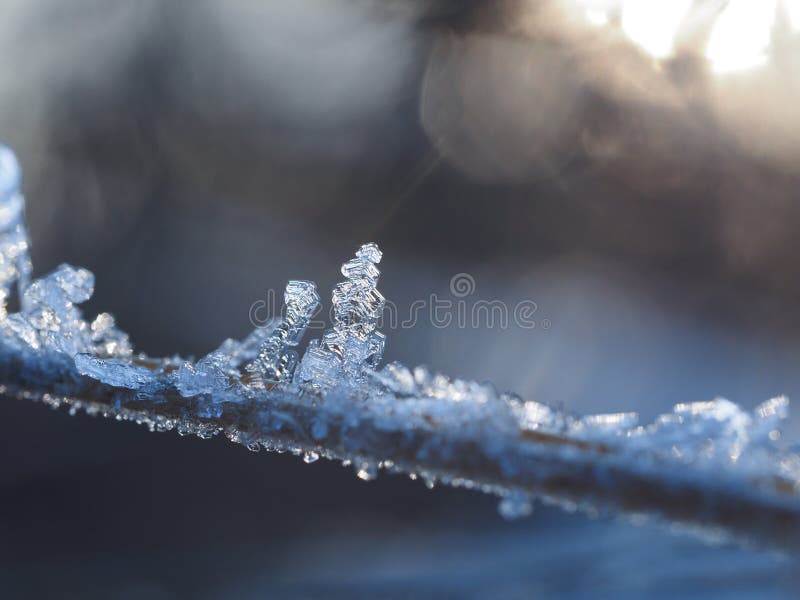 Frost, Icing on Branches and Grass. Change of Weather, Cold Snap ...