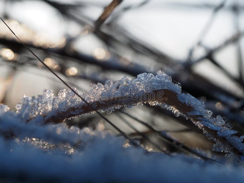 Frost, Icing on Branches and Grass. Change of Weather, Cold Snap ...