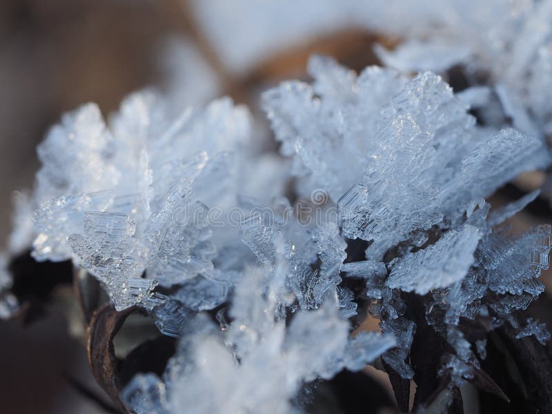 Frost, Icing on Branches and Grass. Change of Weather, Cold Snap ...