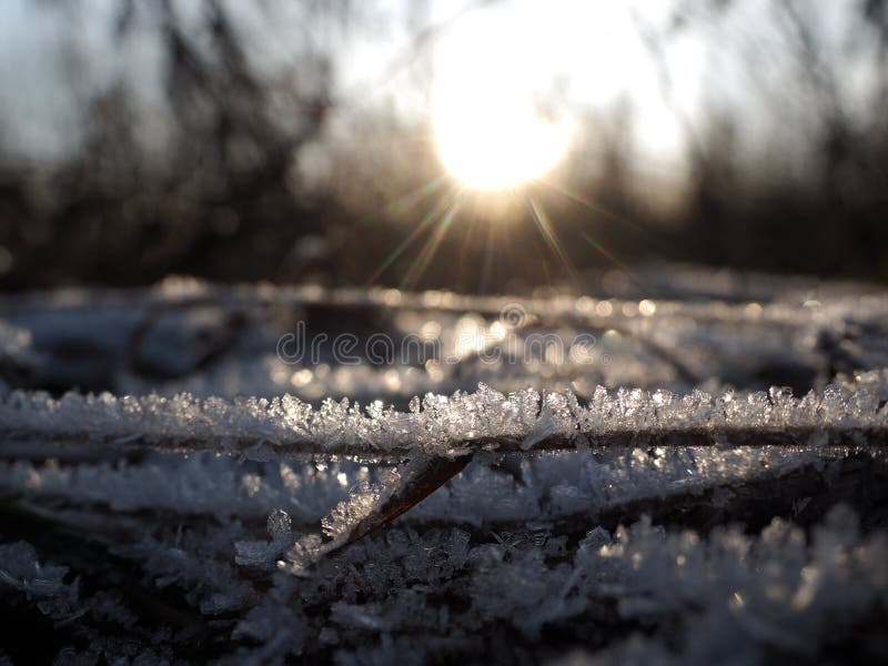 Frost, Icing on Branches and Grass. Change of Weather, Cold Snap ...