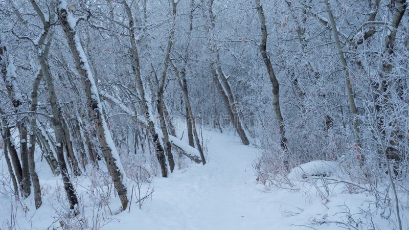 Frost Laden Forest Scene with Trail Stock Photo - Image of snowy, laden ...