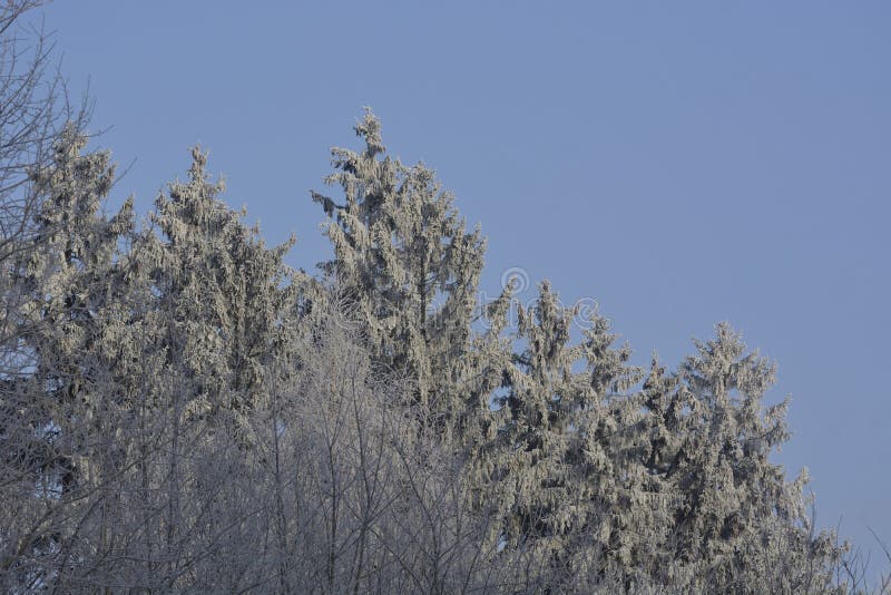 Hoarfrost on trees stock photo. Image of fall, frost - 110065486