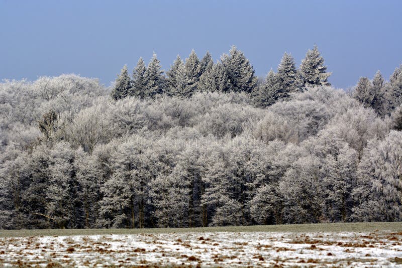 Hoarfrost on trees stock photo. Image of leaf, nature - 110067462