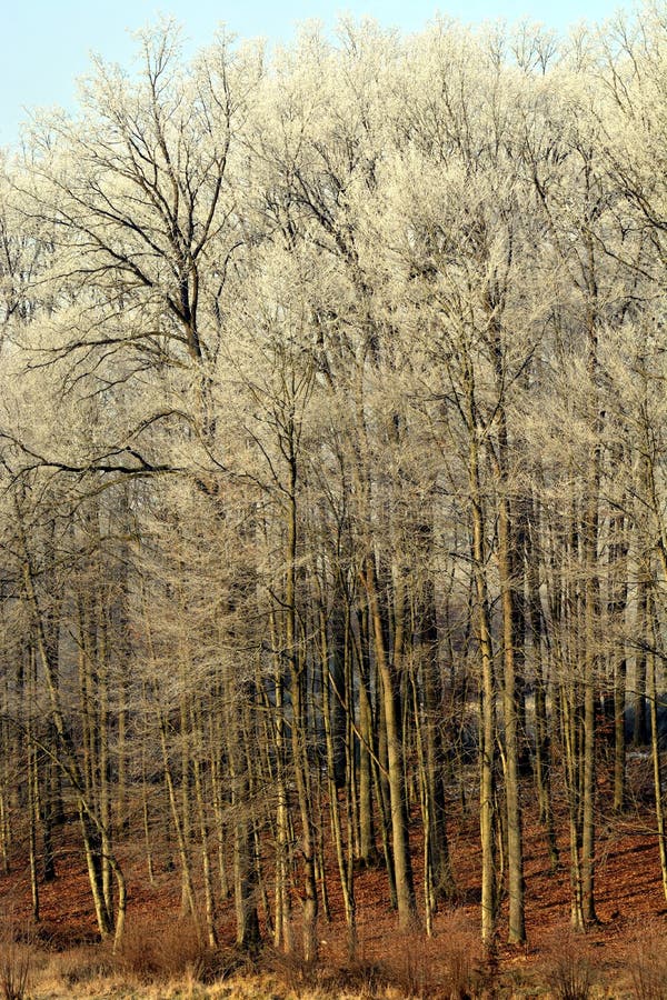 Hoarfrost on trees stock photo. Image of frosty, covered - 110148410