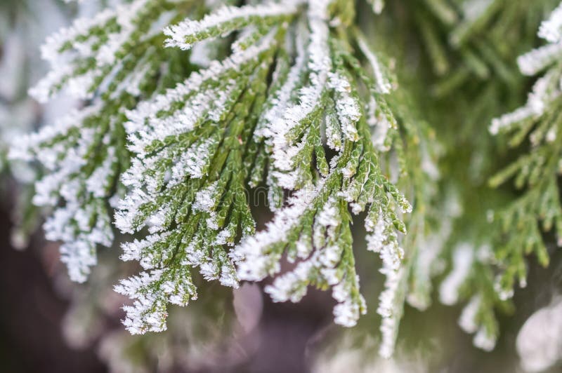 Frost on the Leaf and Snowflakes Stock Image - Image of filter ...