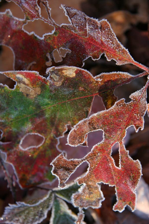 Frost leaves stock photo. Image of green, color, purple - 3938112