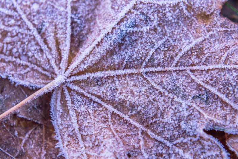 Frost Maple Close Up Nature Winter Details Stock Photo - Image of ...