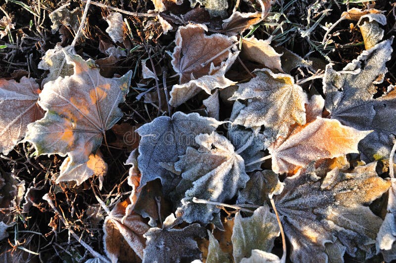 Frost on Maple Leaves stock image. Image of brown, winter - 11845041