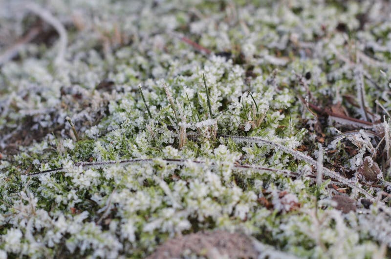 Frost on the moss stock photo. Image of winter, green - 137211236