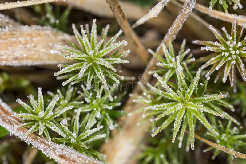 Frost on Moss in a Mountain Forest Stock Image - Image of lichen ...