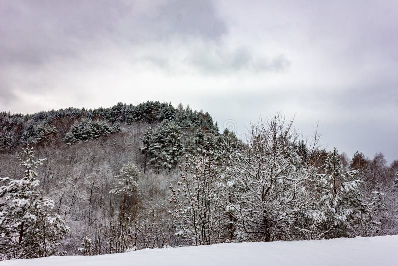 The First Autumn Snow Fell in the Forest, Tree Branches and Grass in ...