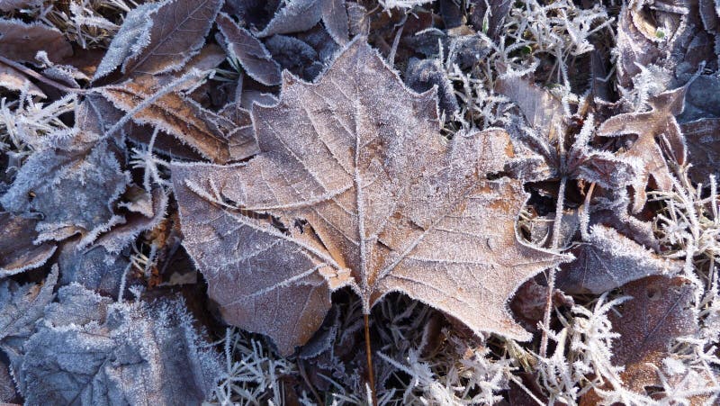 Frost Particles on a Large Leaf Stock Image - Image of wintry, winter ...