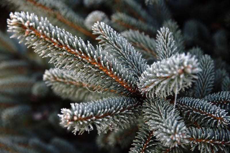 Frost Pine Branch Picture. Image: 2839389 Frost Pine Branch Picture. Image: 2839389