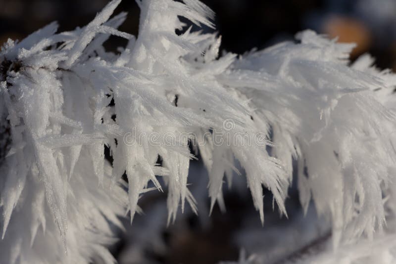 Frost Plant in the Field in Winter Close Up Stock Photo - Image of leaf ...