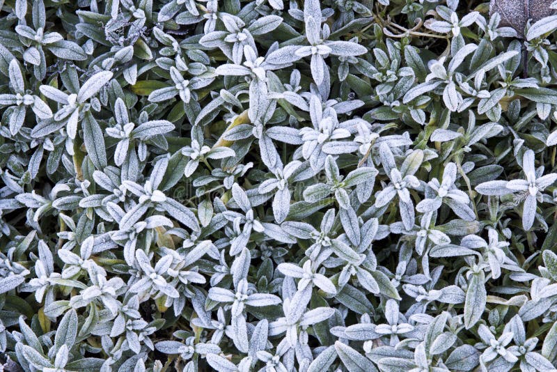 Frost Plant in the Field in Winter Close Up Stock Photo - Image of leaf ...