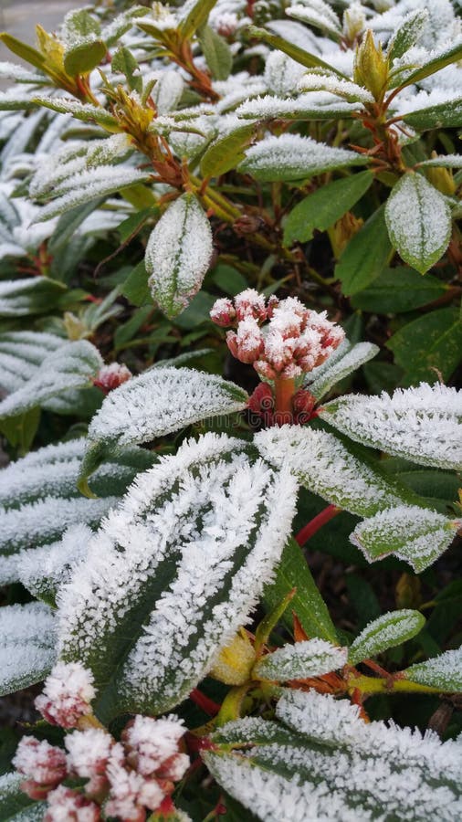Frost in plant stock photo. Image of leaf, plants, frost - 64944892