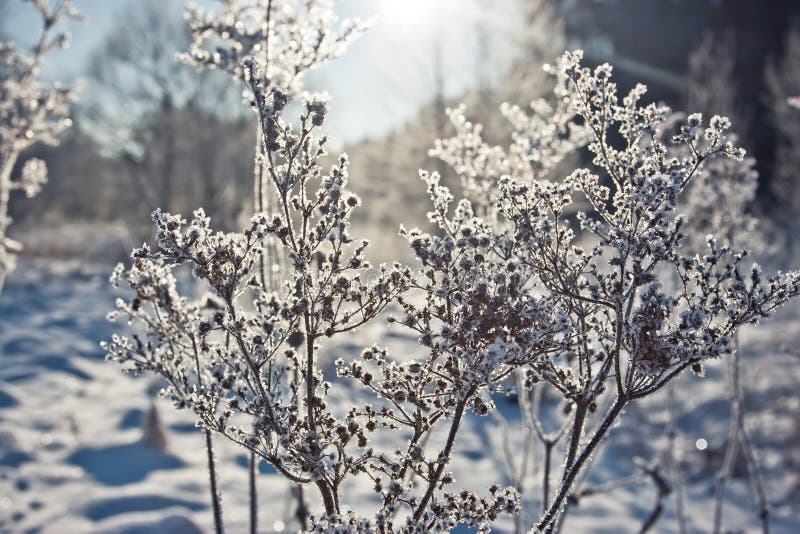 Frost Plant in the Field in Winter Close Up Stock Photo - Image of leaf ...