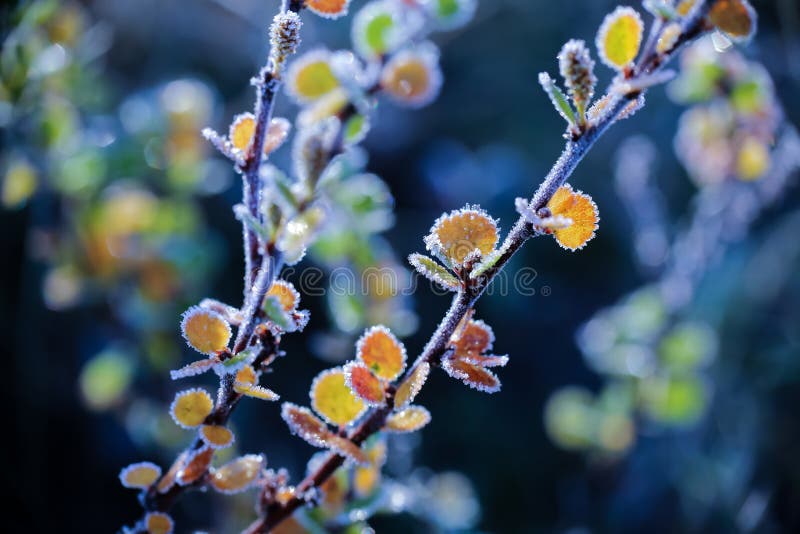 Frost stock photo. Image of plant, weather, frozen, fall - 229701066