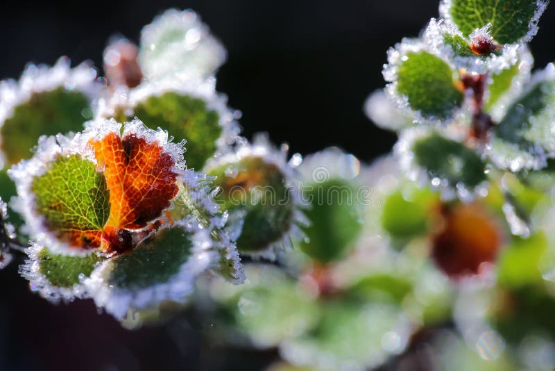Frost stock photo. Image of cold, nature, closeup, swamp - 229701098