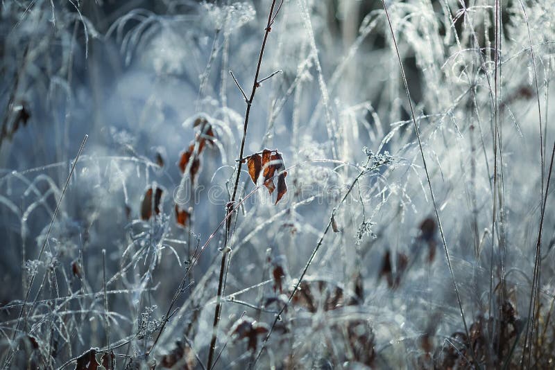 Frost stock photo. Image of frozen, mire, autumn, environment - 242542520