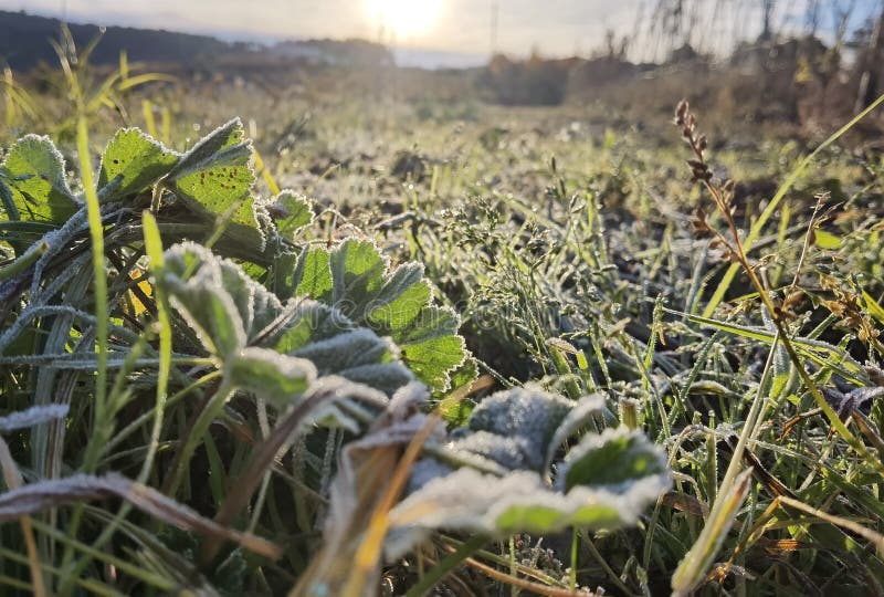 Frost Plants in the Morning Stock Photo - Image of shrub, frost: 204890772