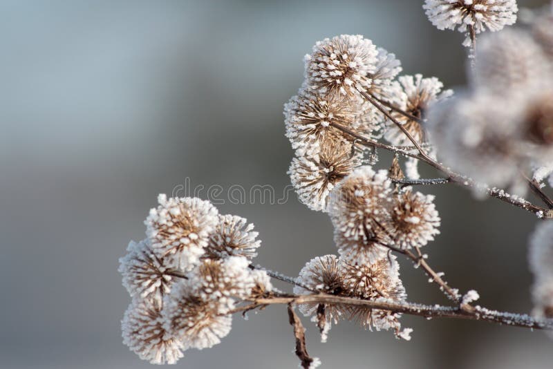 Frost on plants stock image. Image of rigor, frosty, winter - 84380493
