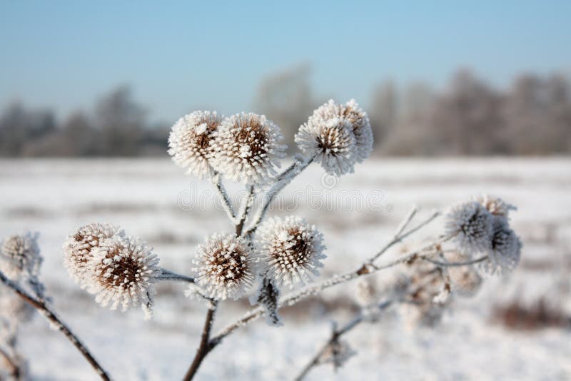 Frost on plants stock image. Image of season, freeze - 84381027
