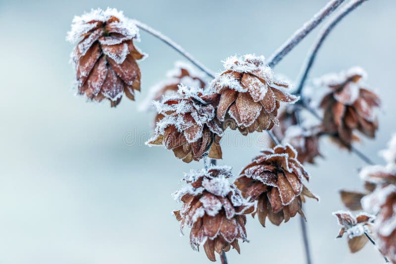 Frost on plants in winter stock photo. Image of nature - 105387870