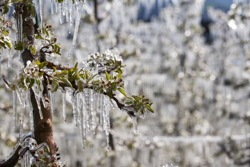 Frost Protection Irrigation. Frozen Apple Tree Blossom Stock Photo ...