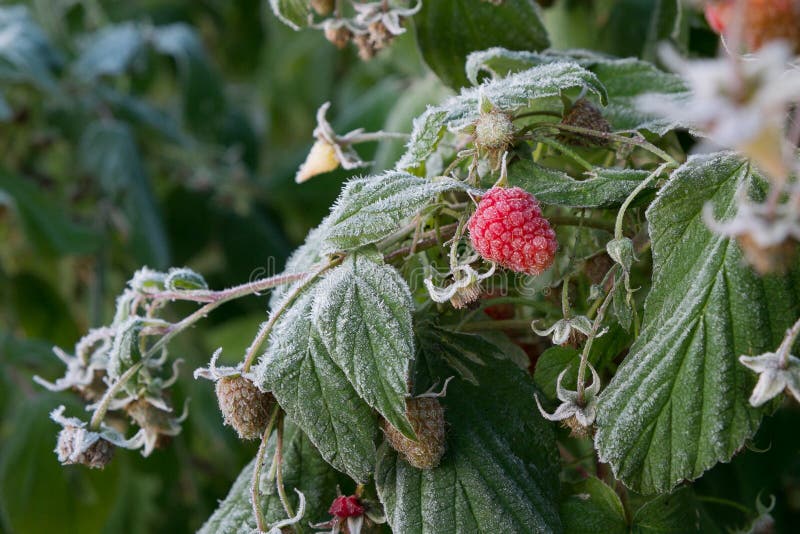 Frost on the raspberries stock photo. Image of raspberry - 33960038