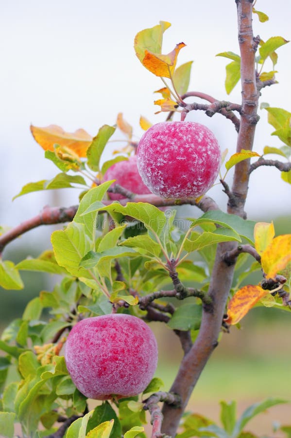 Frost on red autumn apples stock image. Image of nature - 60641527