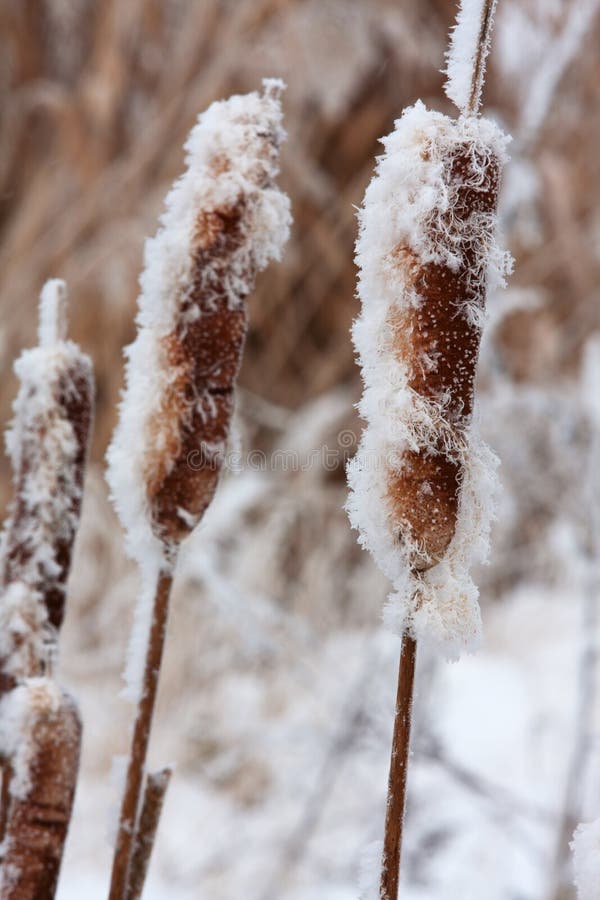 Frost reed stock photo. Image of velvet, frost, reeds - 33223184