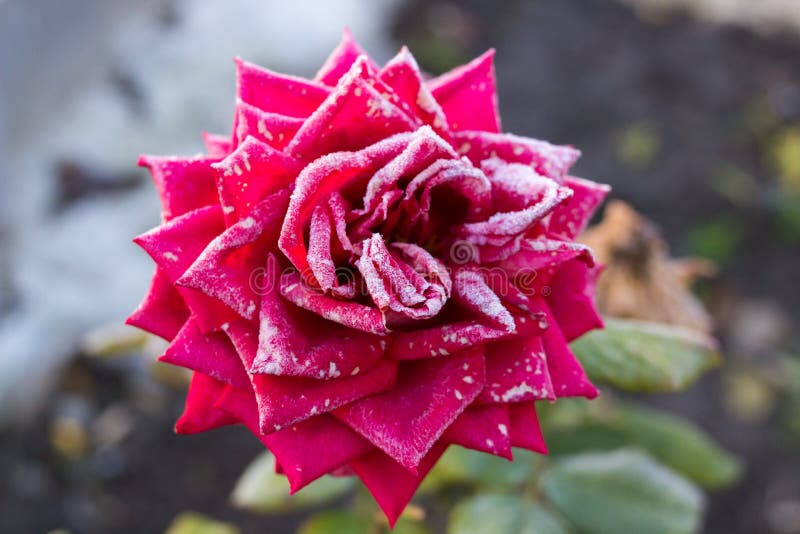 Frost rose in autumn stock photo. Image of natural, autumn - 97314748