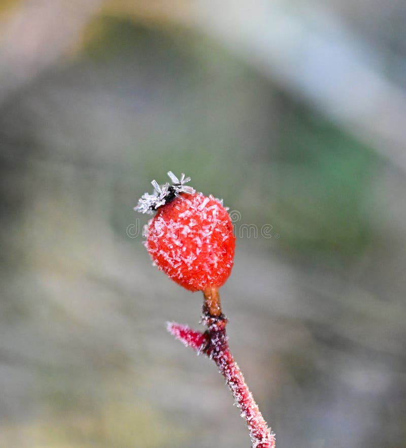 Frost on Rosehip, Dog Rose, Rosa Canina, Winter Theme Stock Photo ...