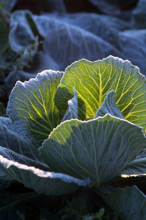 Cabbage stock photo. Image of cabbage, cuisine, meal, leaf - 208270