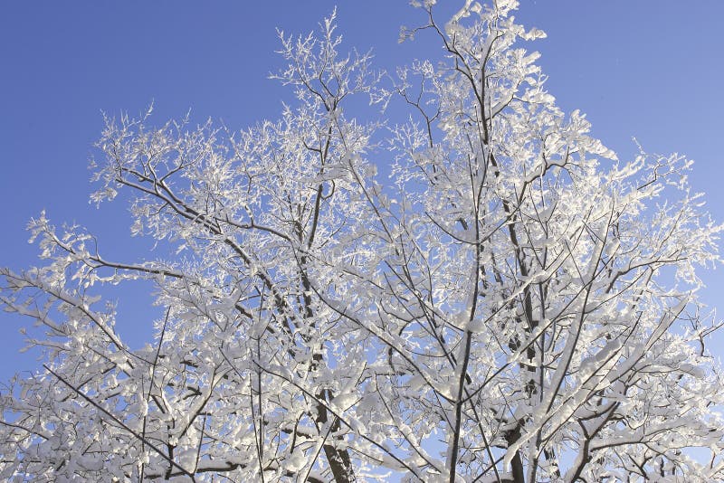 Frost and Snow Covers Tree Branches Stock Photo - Image of frost, cold ...